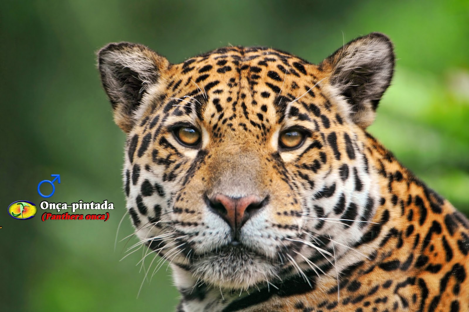Zoologia: Onça-pintada (Panthera onca)